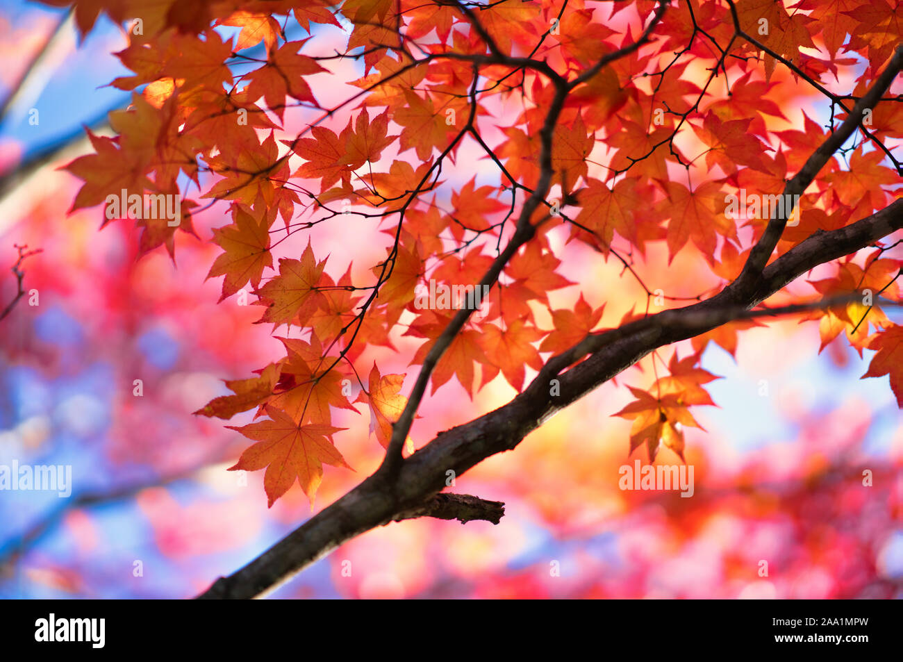 Japanese Fall Foliage Stock Photo - Alamy
