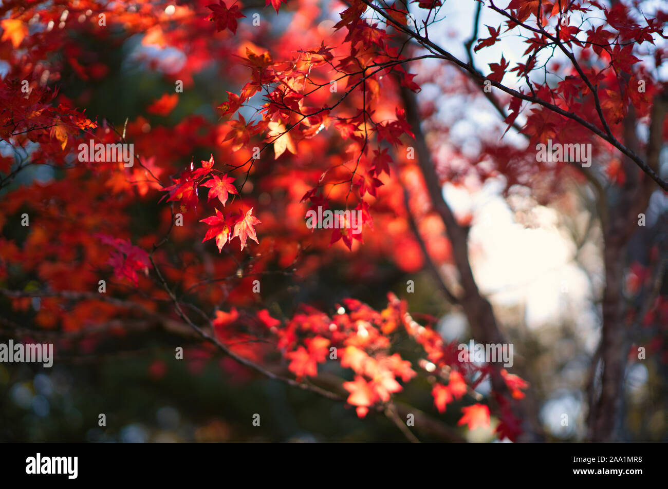 Japanese Fall Foliage Stock Photo - Alamy