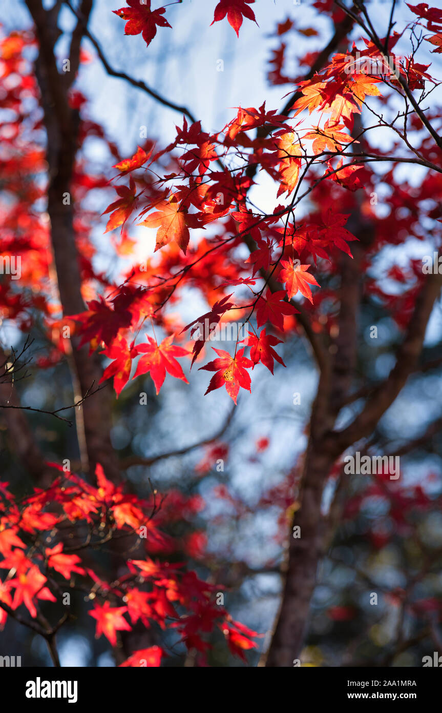 Japanese Fall Foliage Stock Photo - Alamy