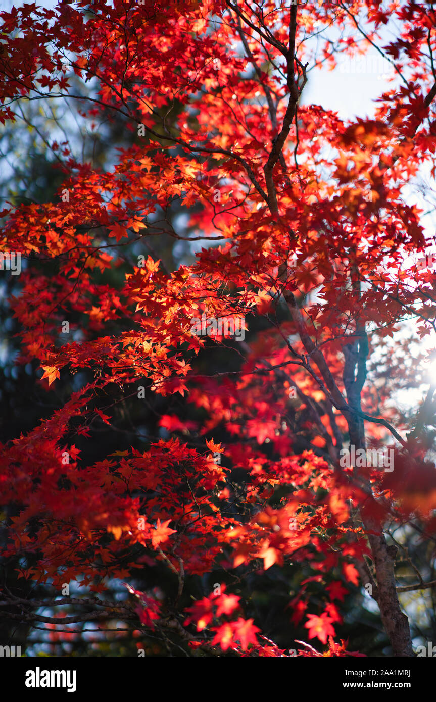 Japanese Fall Foliage Stock Photo - Alamy