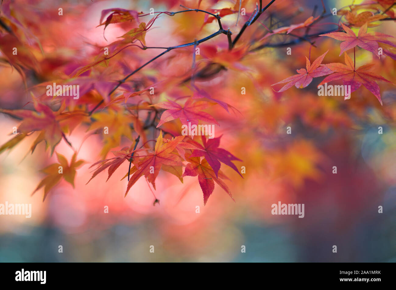 Japanese Fall Foliage Stock Photo - Alamy