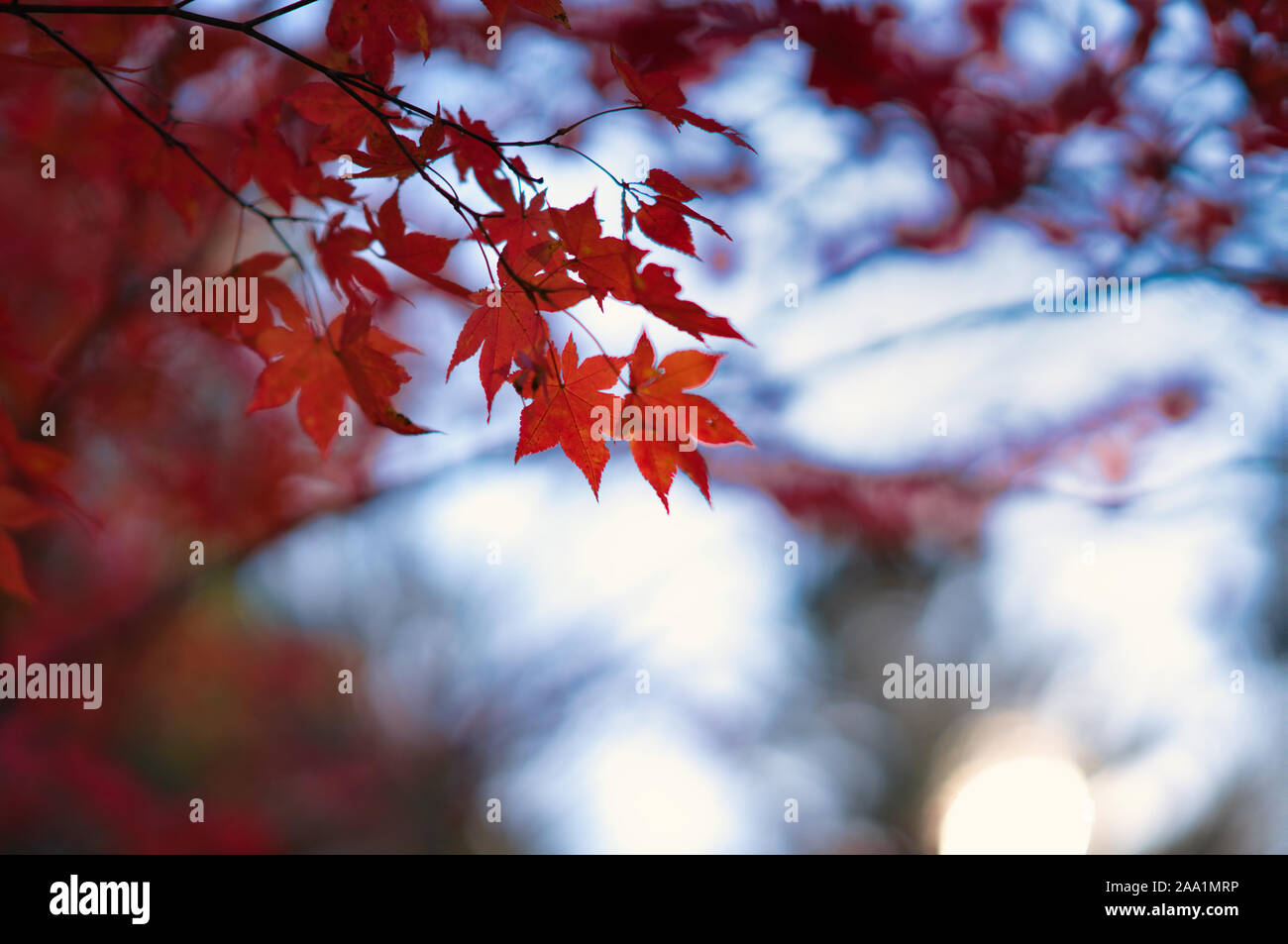 Japanese Fall Foliage Stock Photo - Alamy