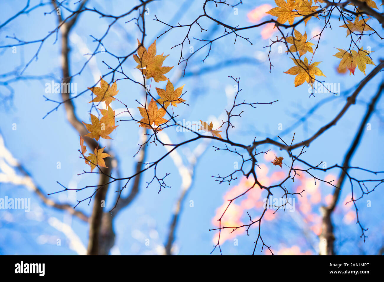 Japanese Fall Foliage Stock Photo - Alamy