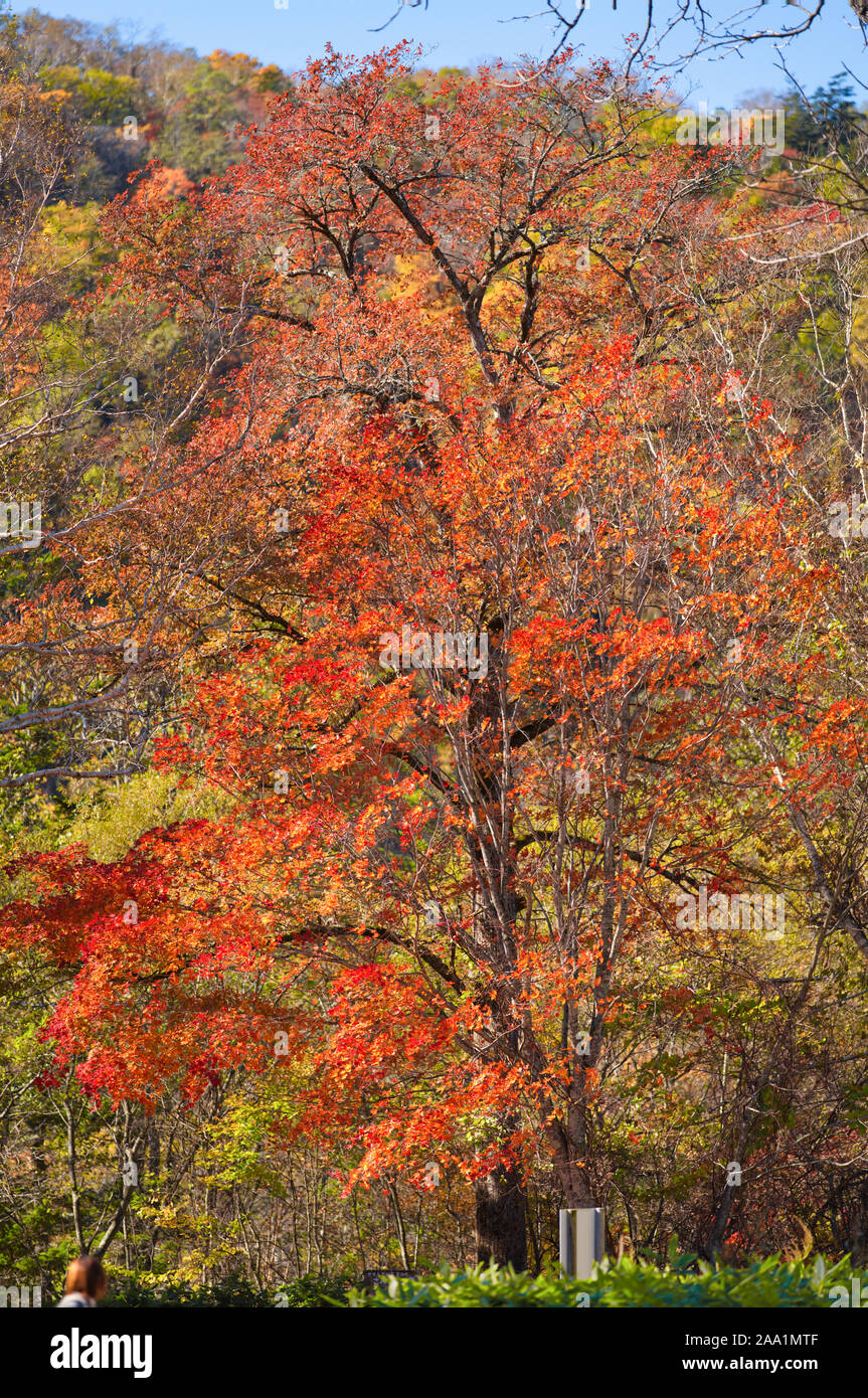 Japanese Fall Foliage Stock Photo - Alamy