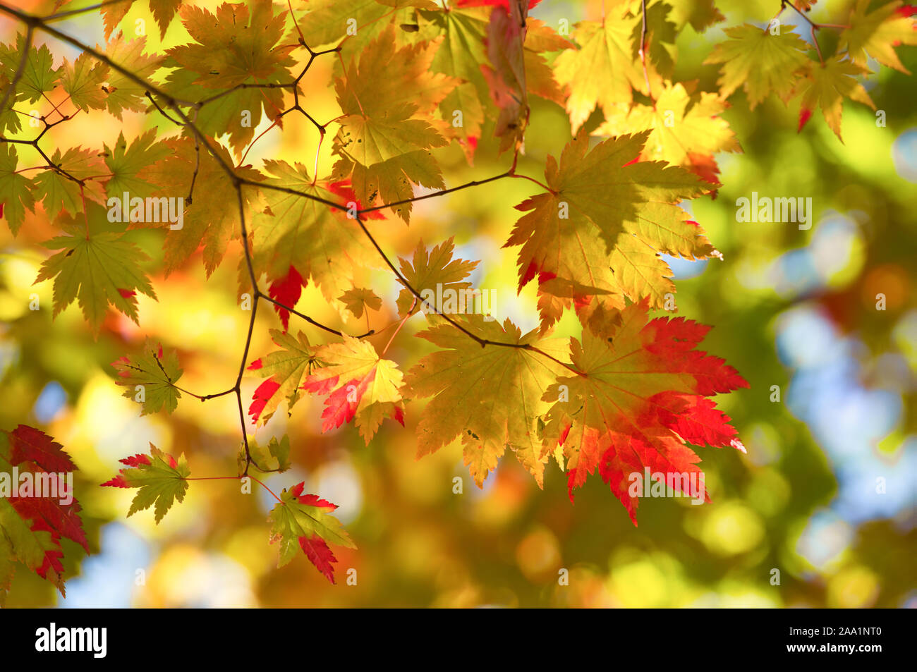 Japanese Fall Foliage Stock Photo - Alamy