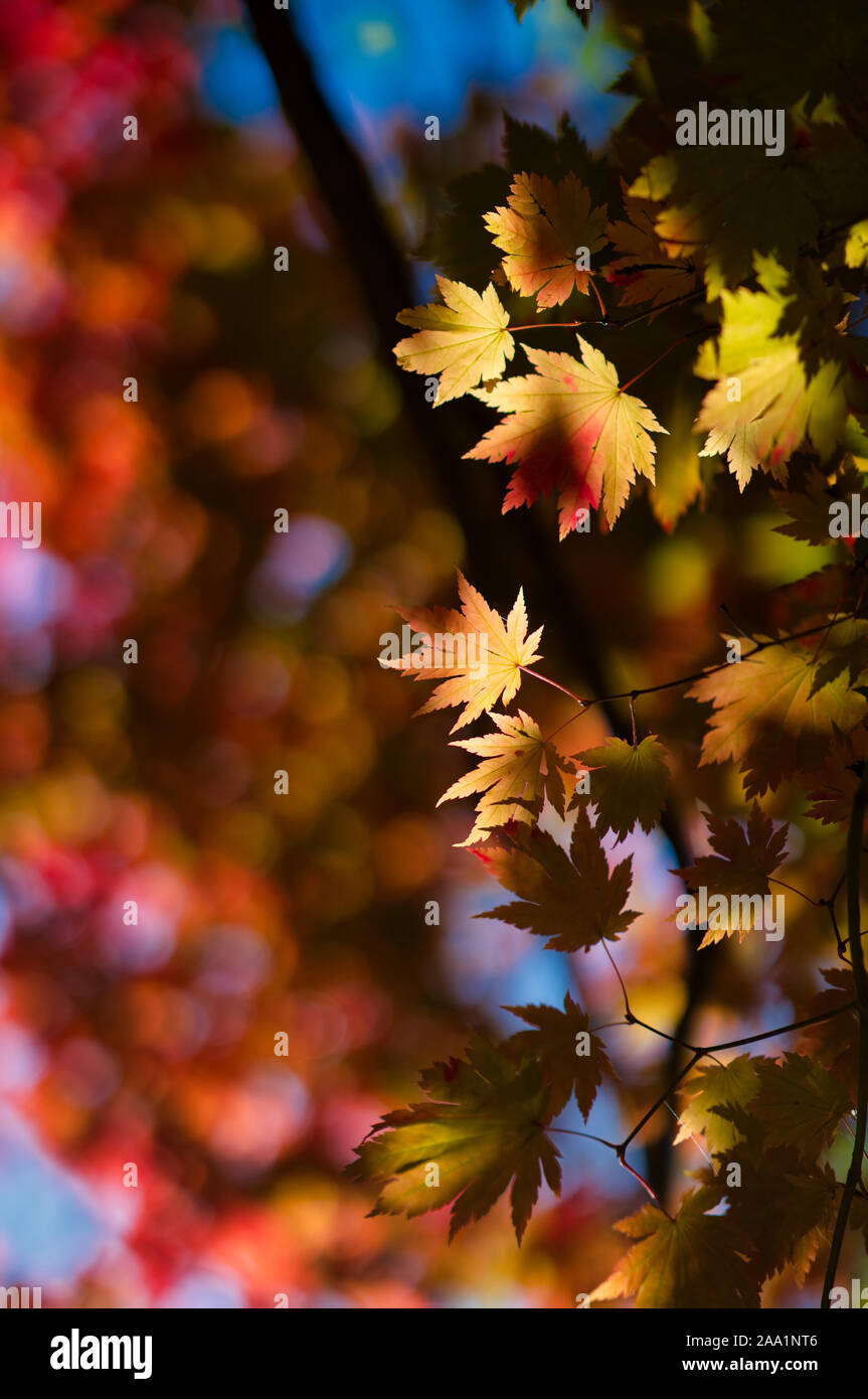 Japanese Fall Foliage Stock Photo - Alamy