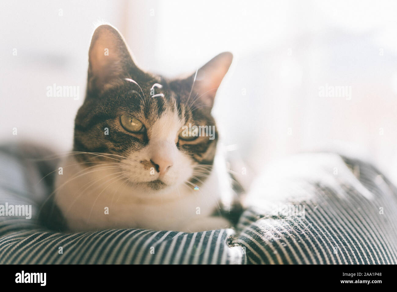 Camera cat child hi-res stock photography and images - Alamy