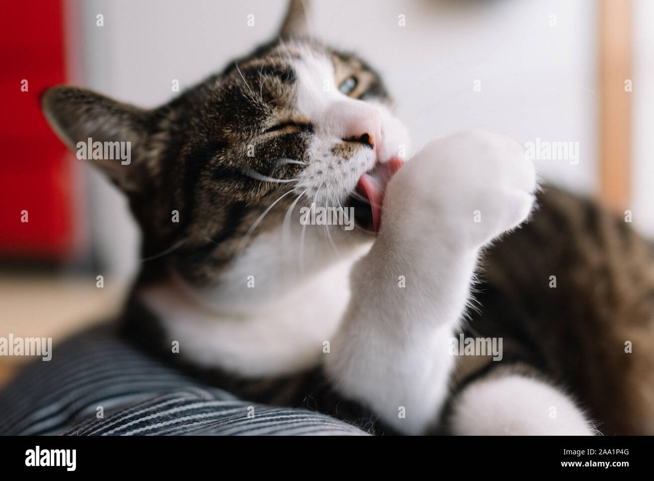 Lower face cat hi-res stock photography and images - Alamy