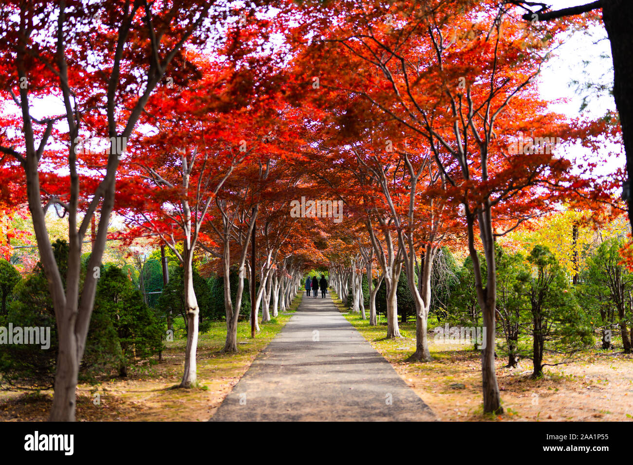 Treelined road, autumn foliage Stock Photo - Alamy