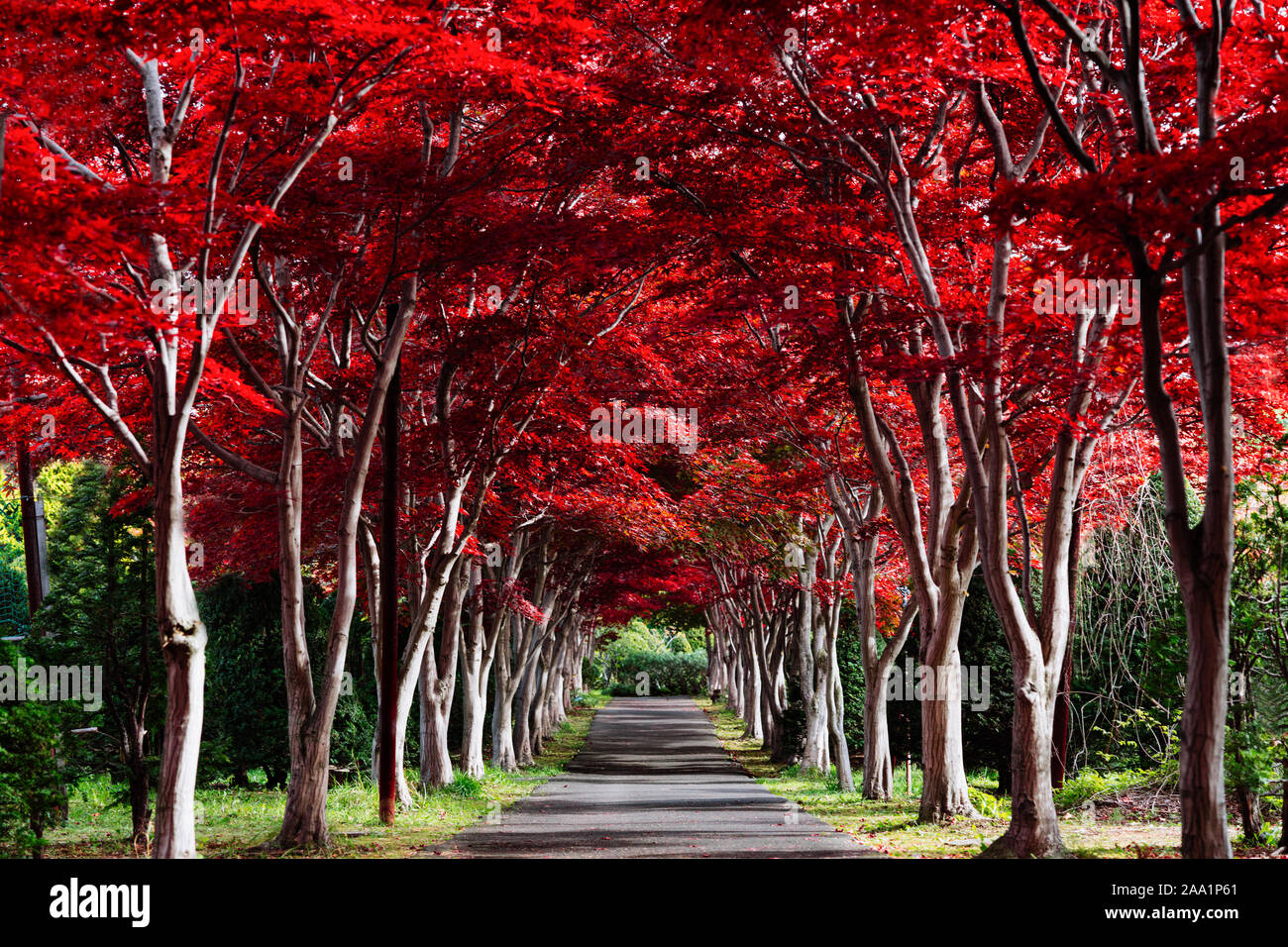 Treelined road, autumn foliage Stock Photo - Alamy
