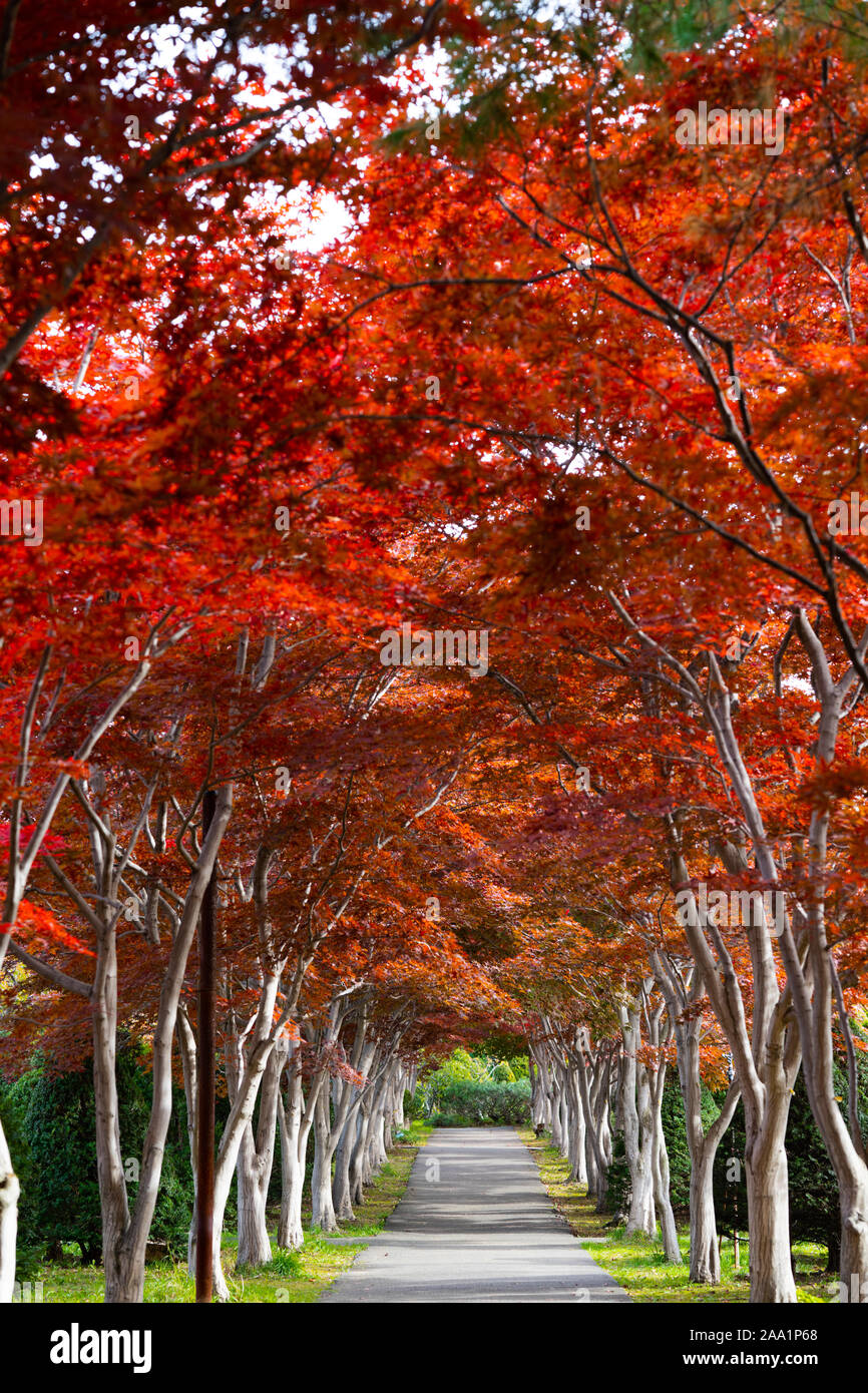Straight tree lined sidewalk hi-res stock photography and images - Alamy