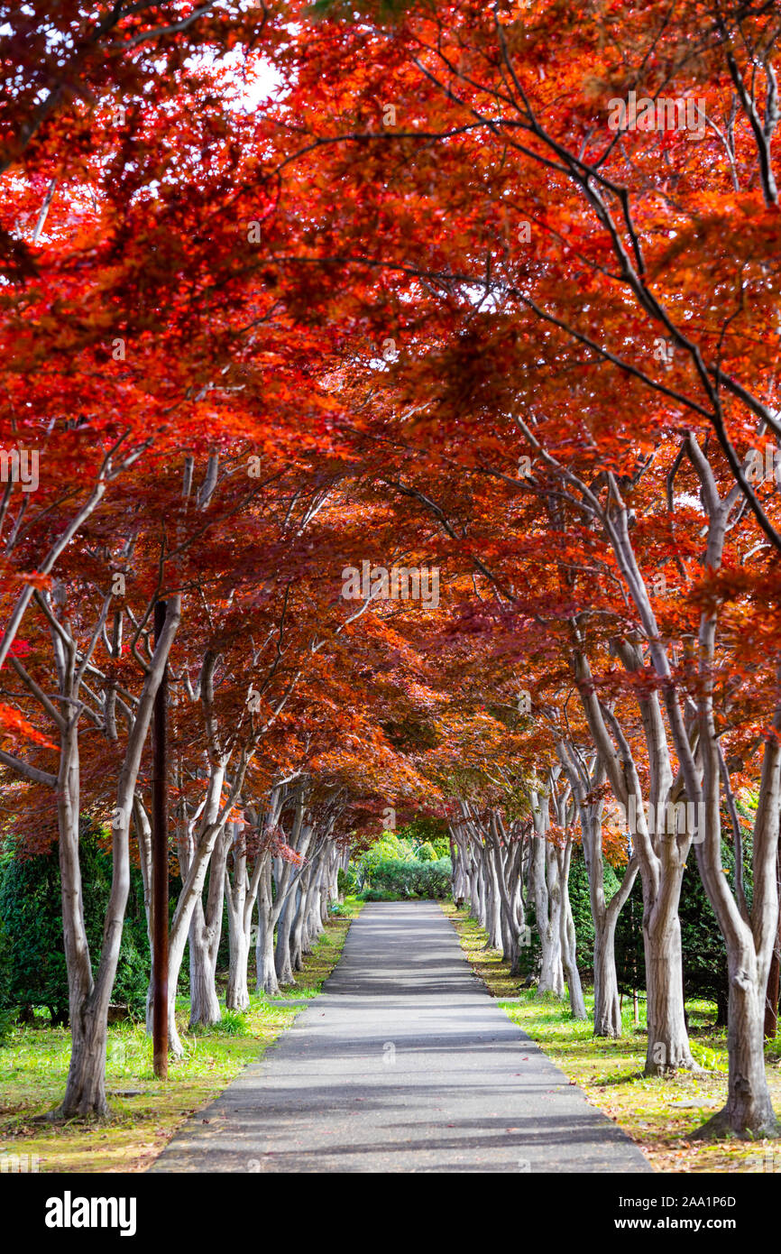Treelined road, autumn foliage Stock Photo - Alamy