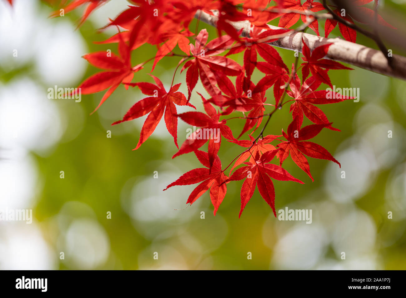 Japanese Fall Foliage Stock Photo - Alamy