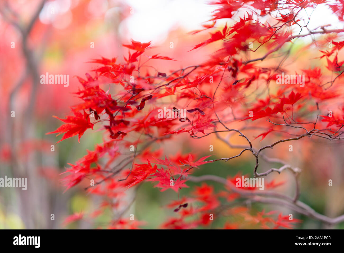 Japanese Fall Foliage Stock Photo - Alamy