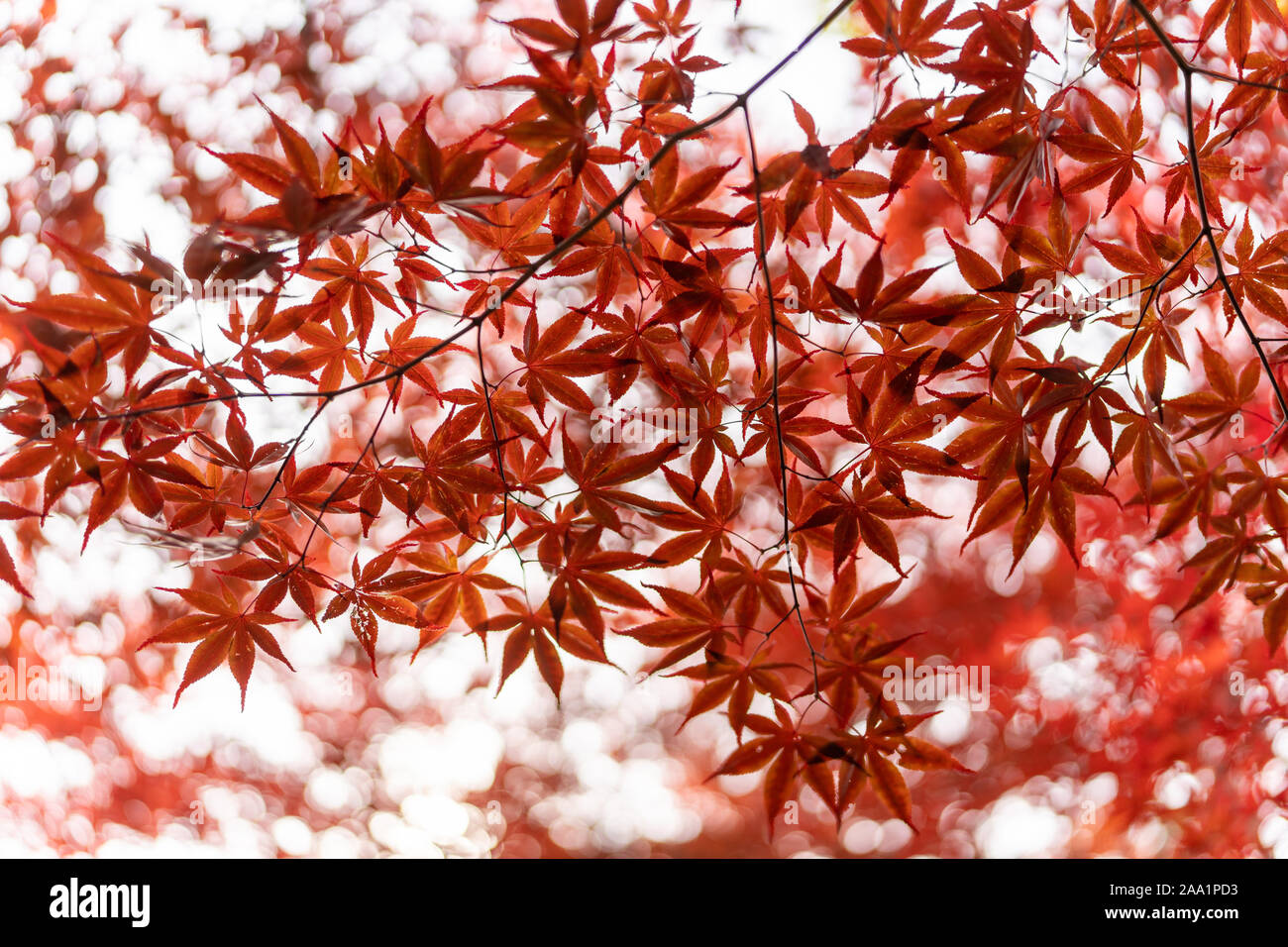 Japanese Fall Foliage Stock Photo - Alamy
