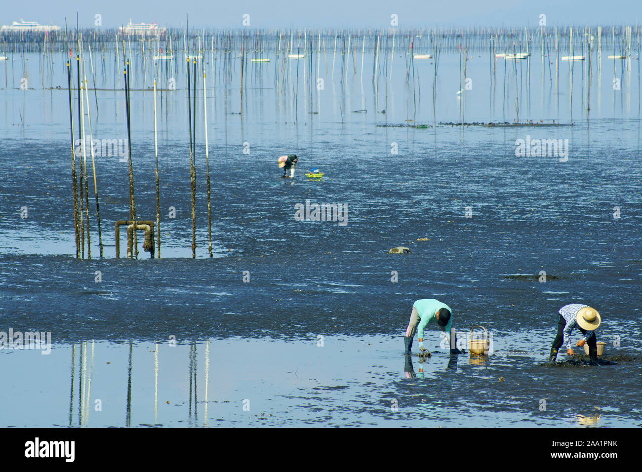 Clam digging hi-res stock photography and images - Alamy