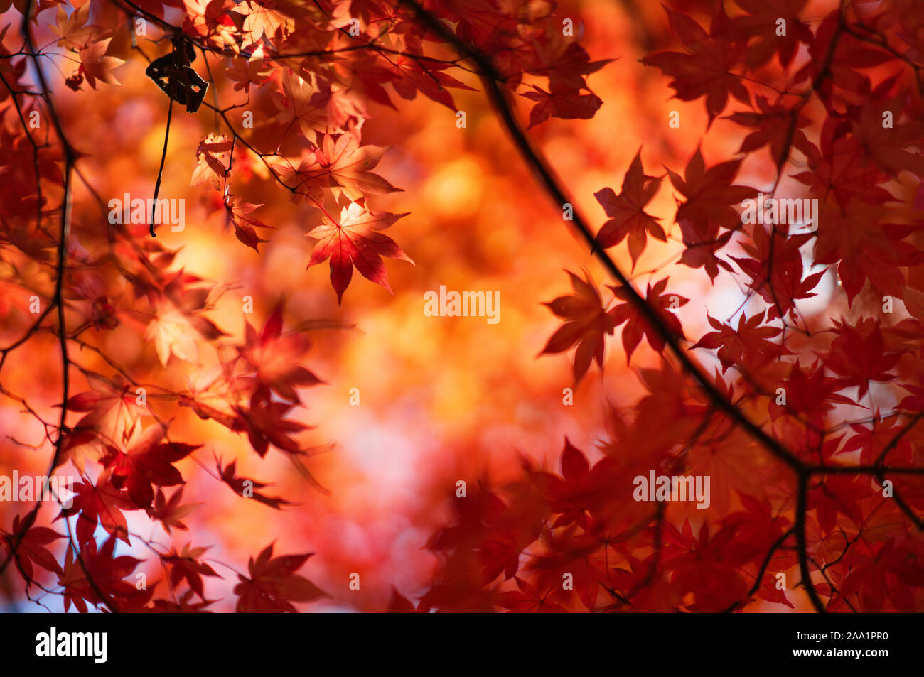 Japanese Fall Foliage Stock Photo - Alamy