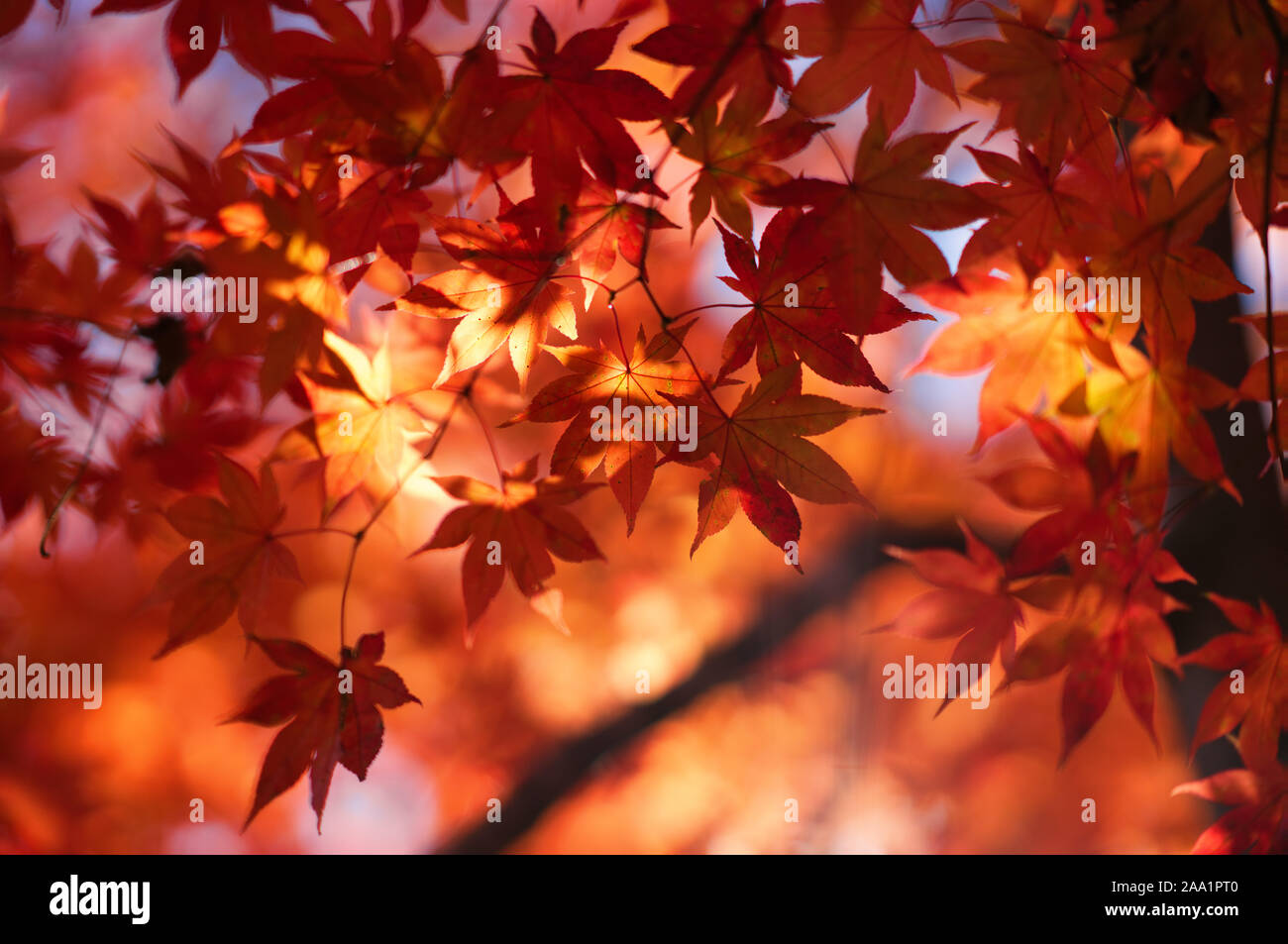 Japanese Fall Foliage Stock Photo - Alamy