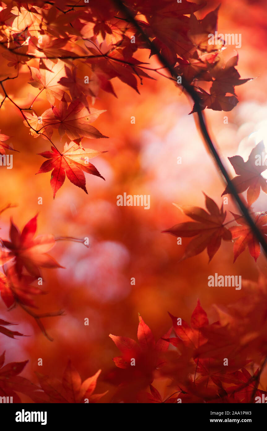 Japanese Fall Foliage Stock Photo - Alamy