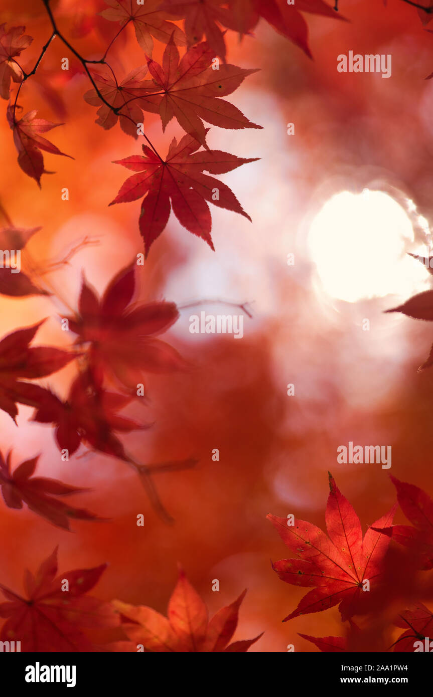 Japanese Fall Foliage Stock Photo - Alamy