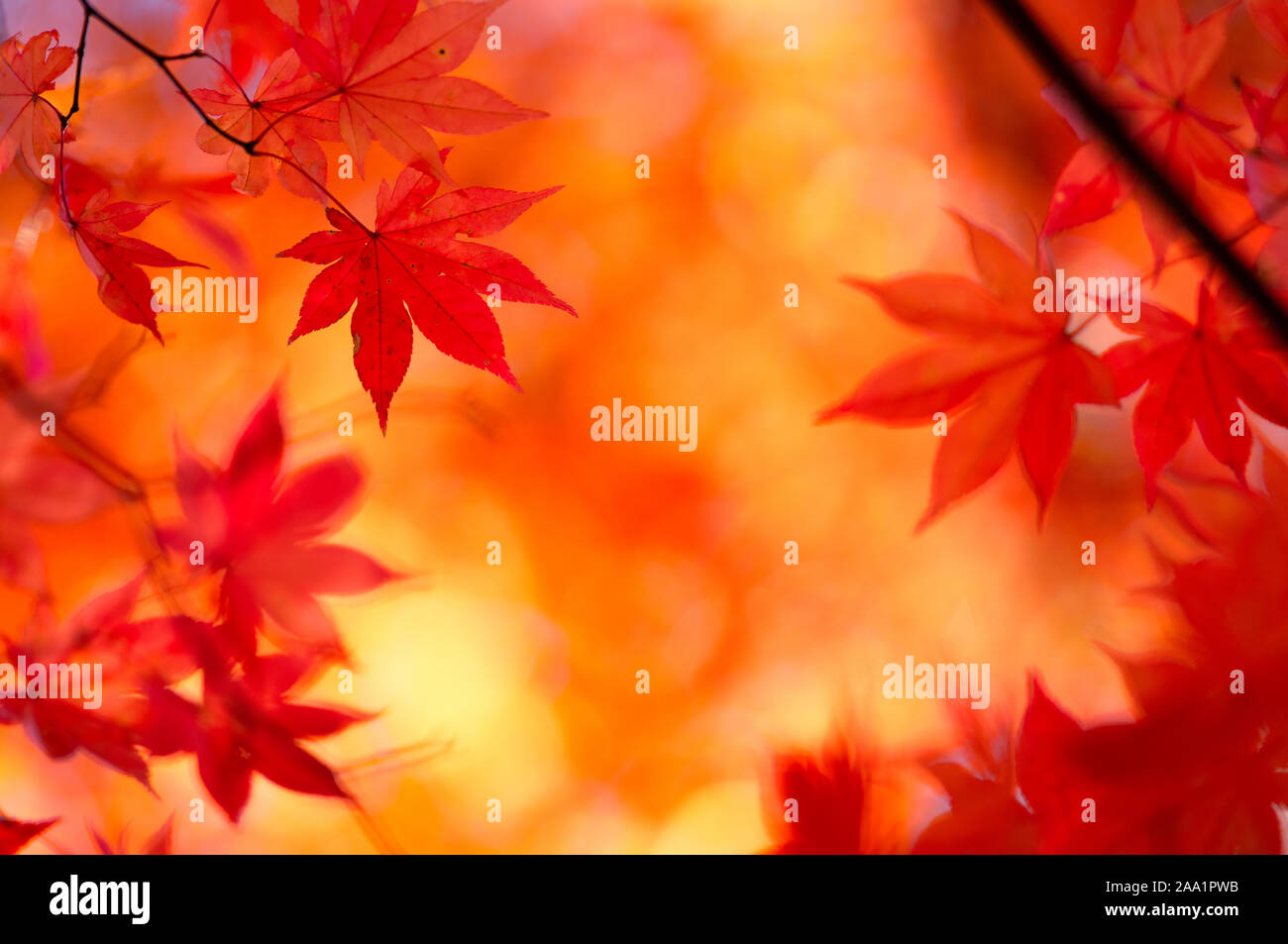 Japanese Fall Foliage Stock Photo - Alamy