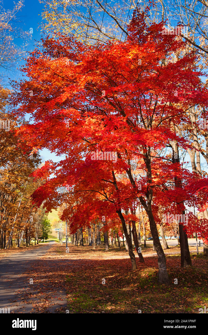 Japanese Fall Foliage Stock Photo - Alamy