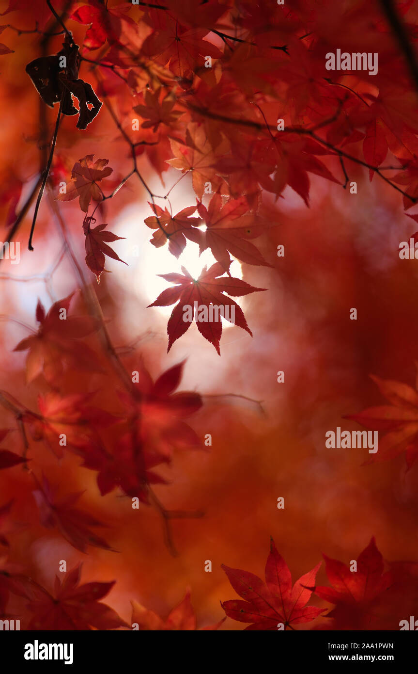 Japanese Fall Foliage Stock Photo - Alamy