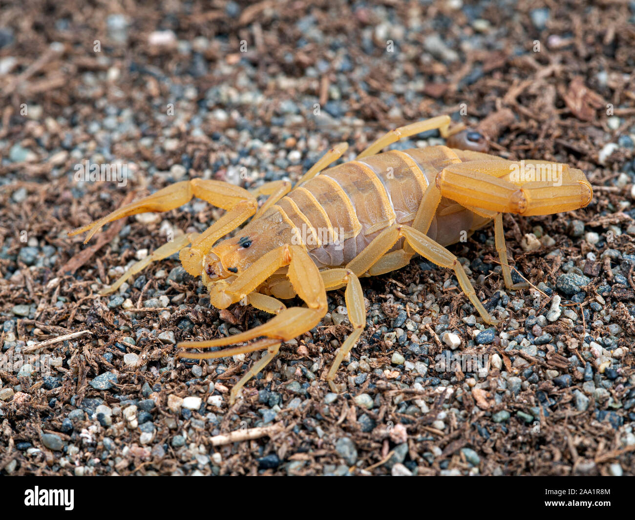 Gravid female Arizona bark scorpion, Centruroides sculpturatus, xeric ...