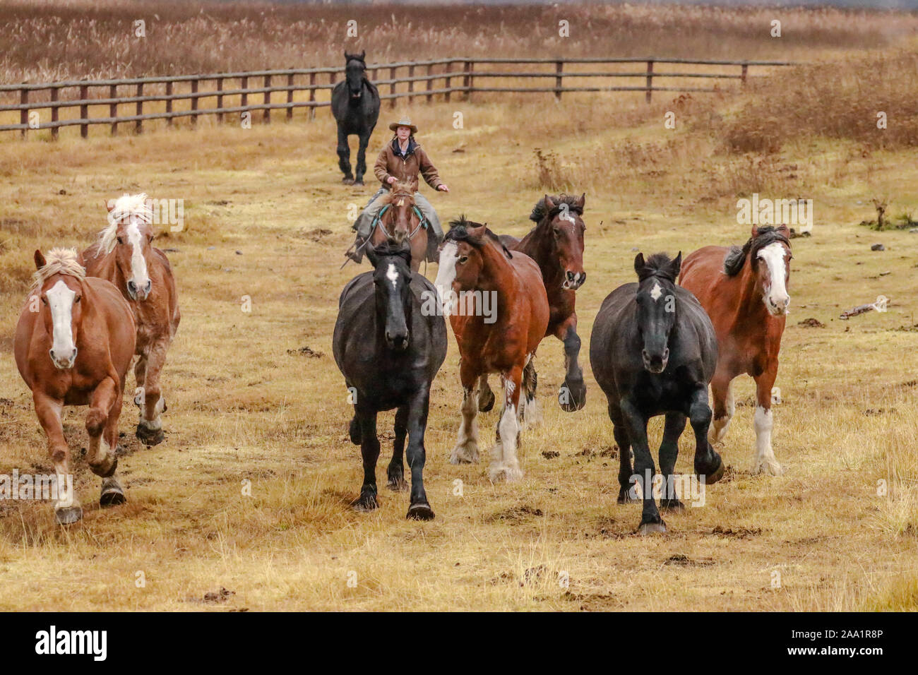 Ranch Horses out West Stock Photo - Alamy