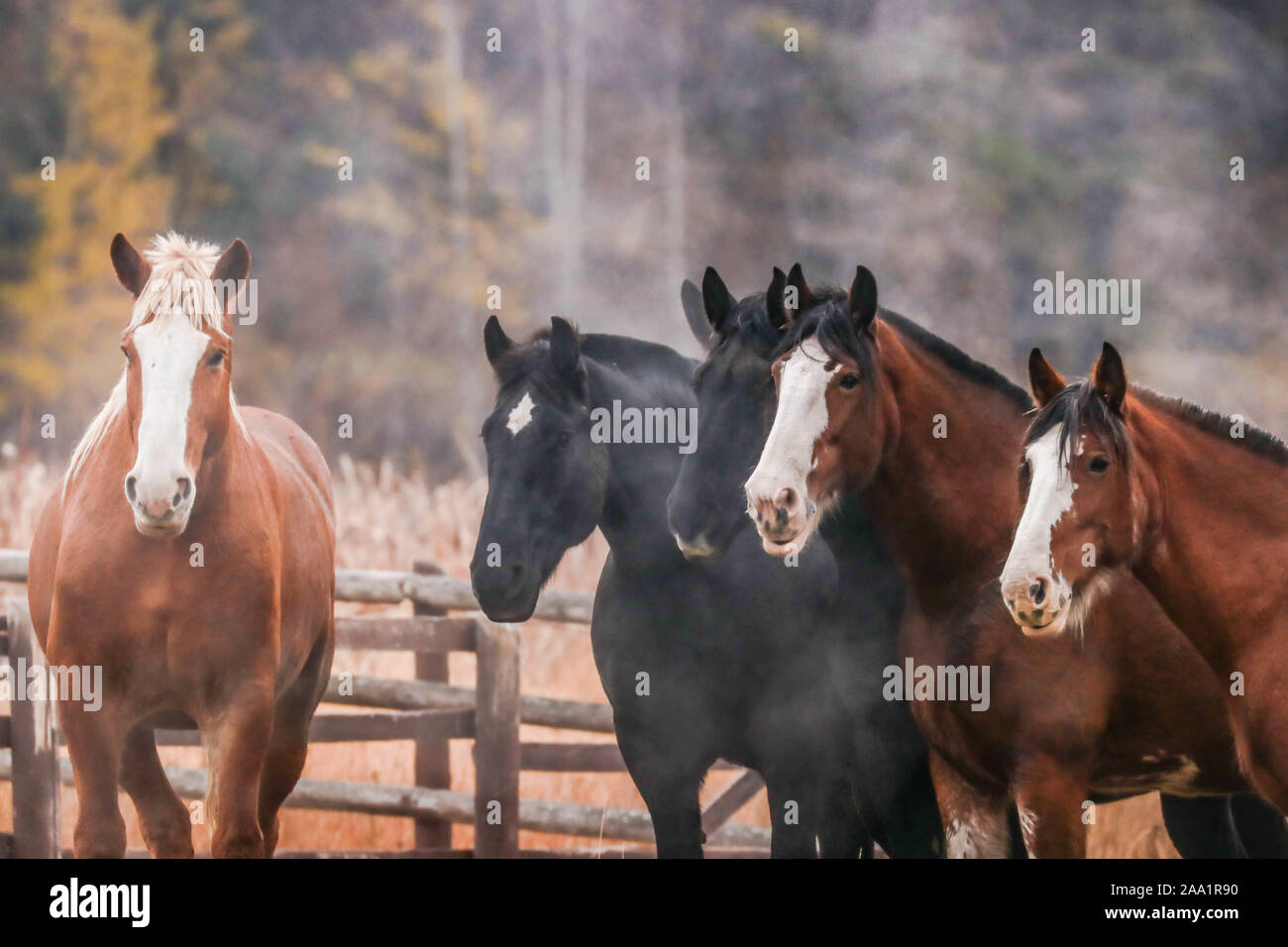 Wild paint horses hi-res stock photography and images - Alamy
