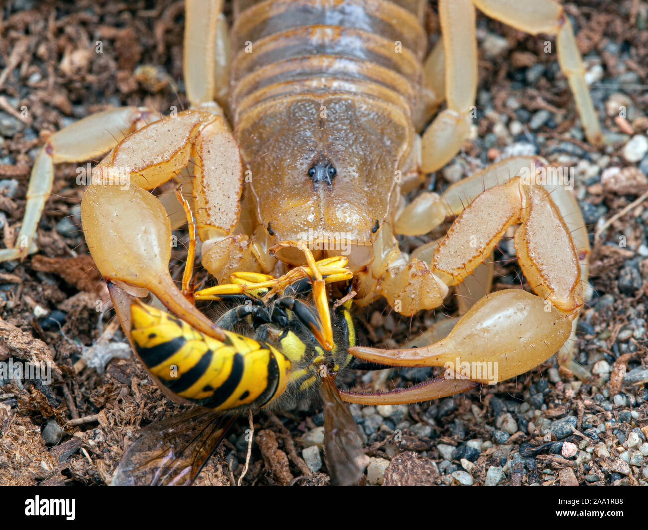 Scorpion Tailed Wasp