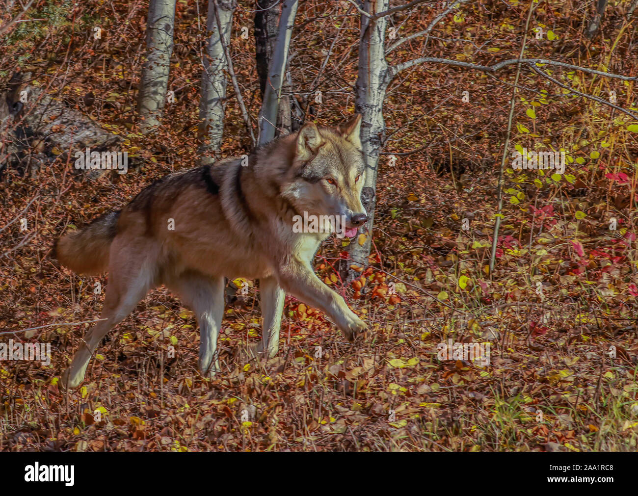 Timber wolf in Western Montana Stock Photo - Alamy