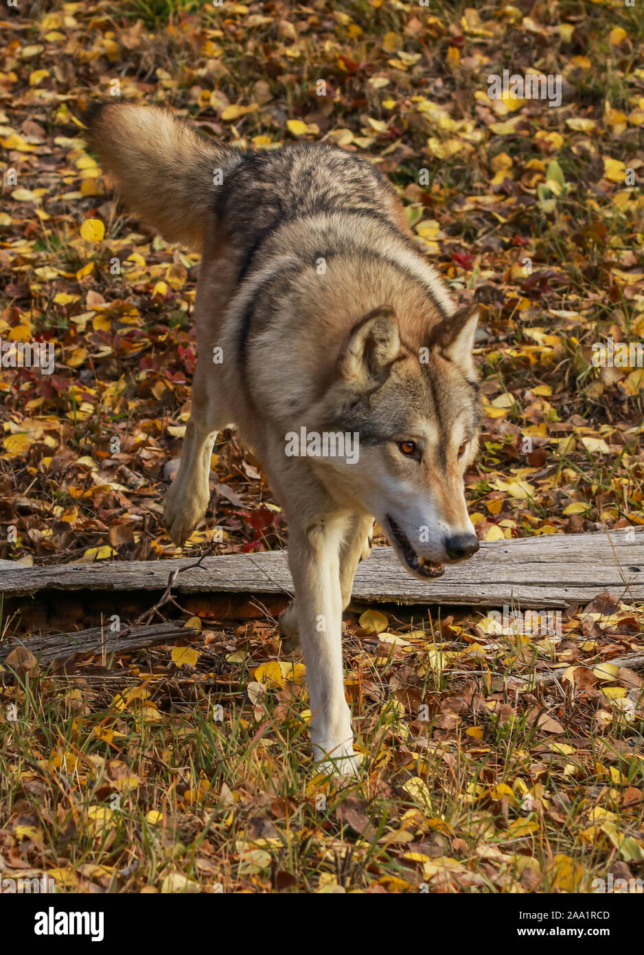 Timber wolf in Western Montana Stock Photo - Alamy