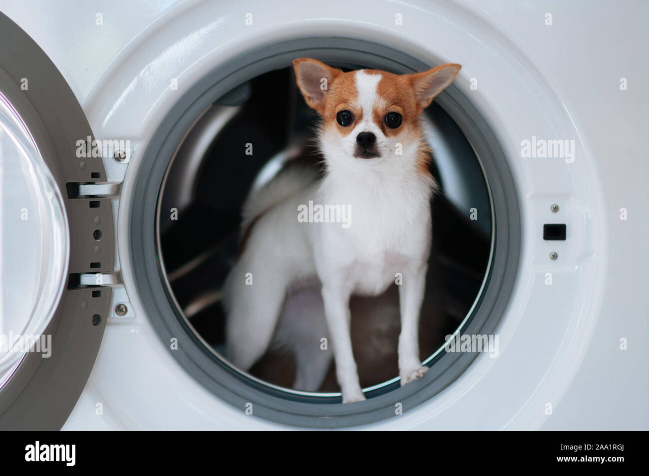 Cute chihuahua dog puppie in washing machine with curious exiting eyes ...