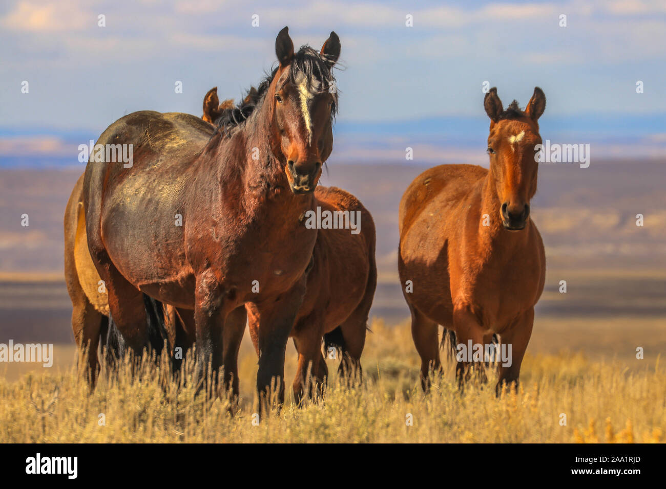Wild mustangs in montana hi-res stock photography and images - Alamy