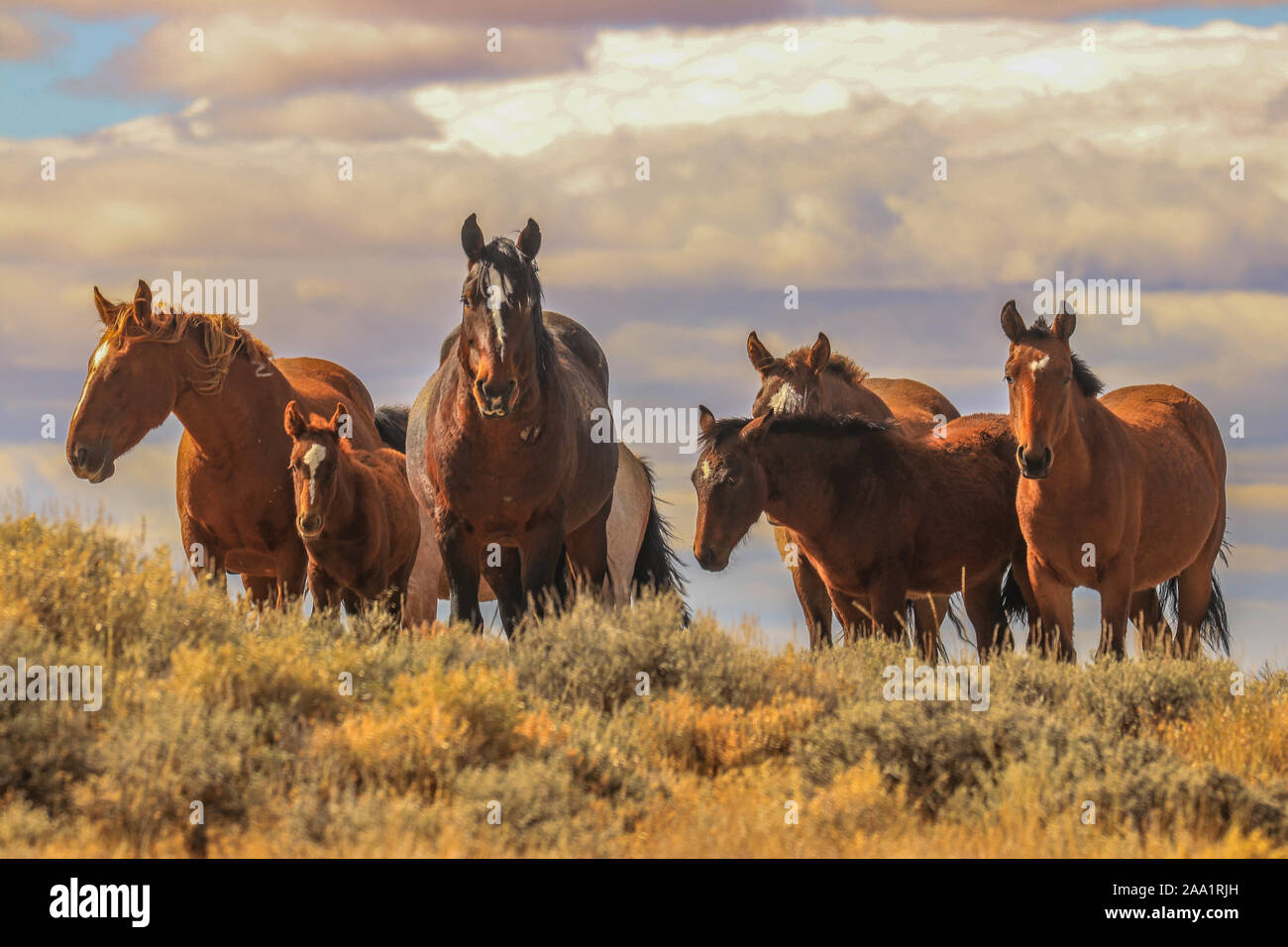 Ranch Horses out West Stock Photo - Alamy