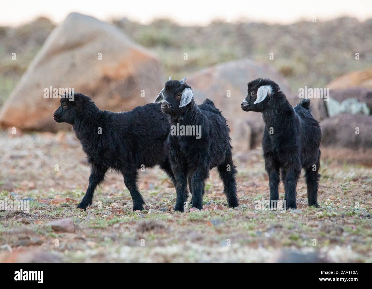 Feral goats in outback Australia Stock Photo - Alamy