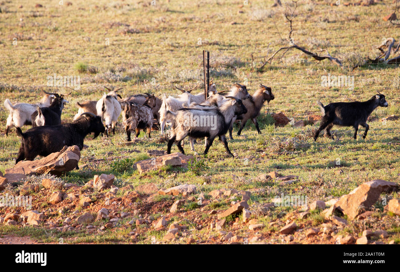 Feral goats in Mutawintji National Park, outback New South Wales ...
