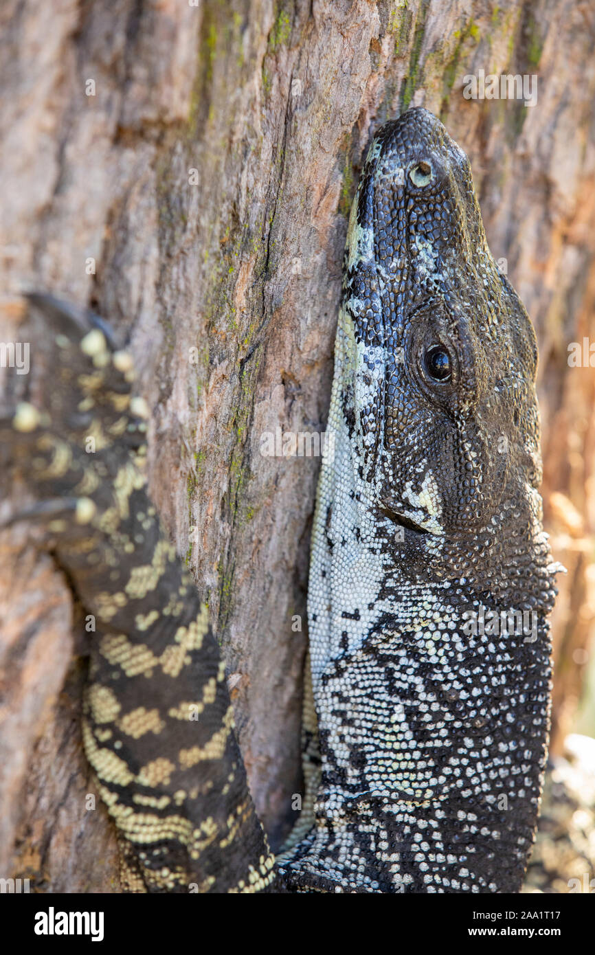 Lace Monitor (Varanus varius) climbing on a tree. Also known as a ...