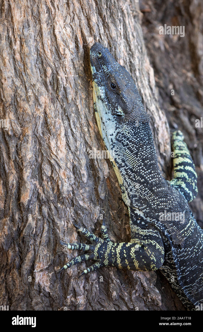Australian goanna hi-res stock photography and images - Alamy