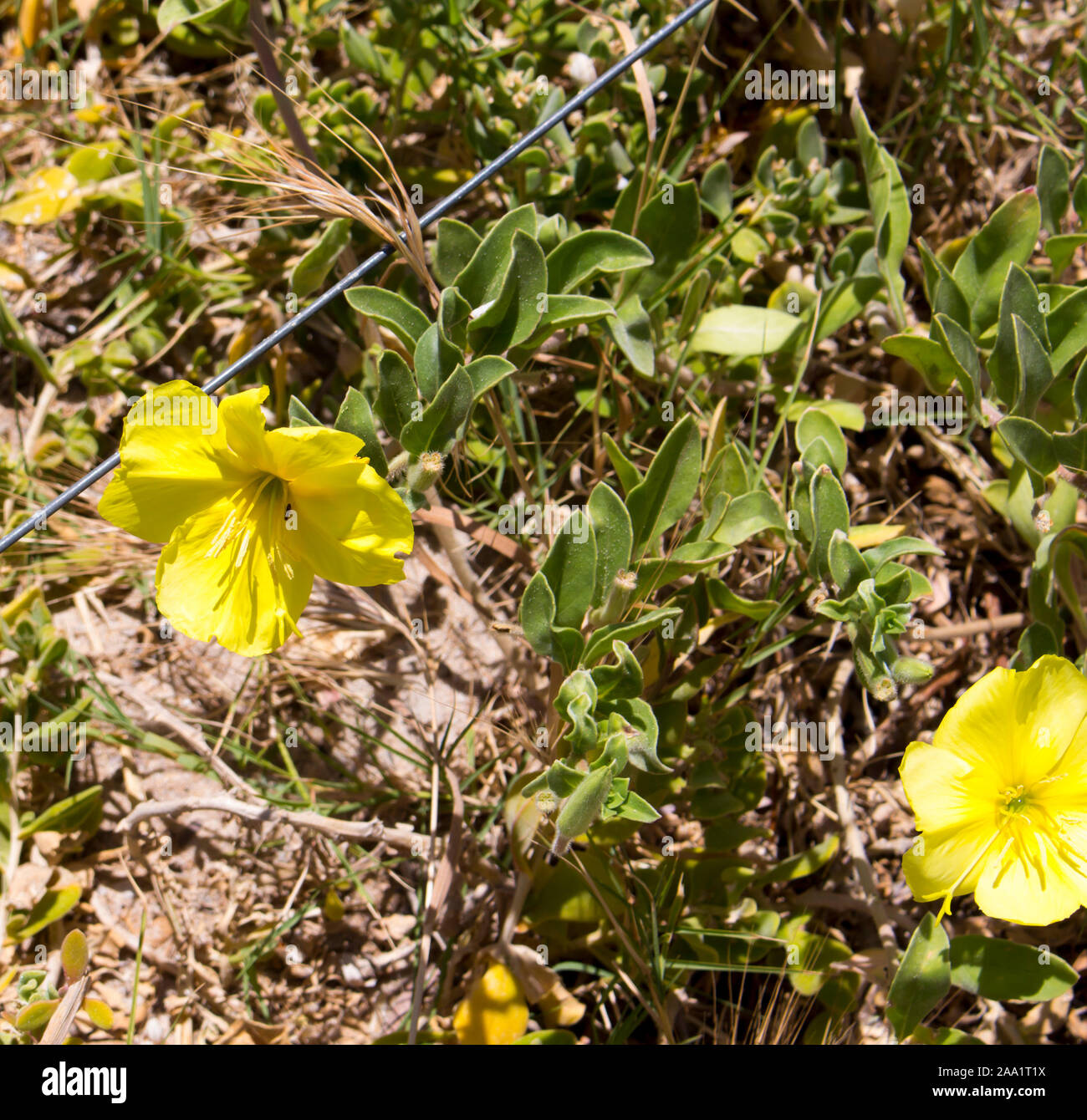 Bright Camissoniopsis cheiranthifolia (beach suncup or beach evening ...