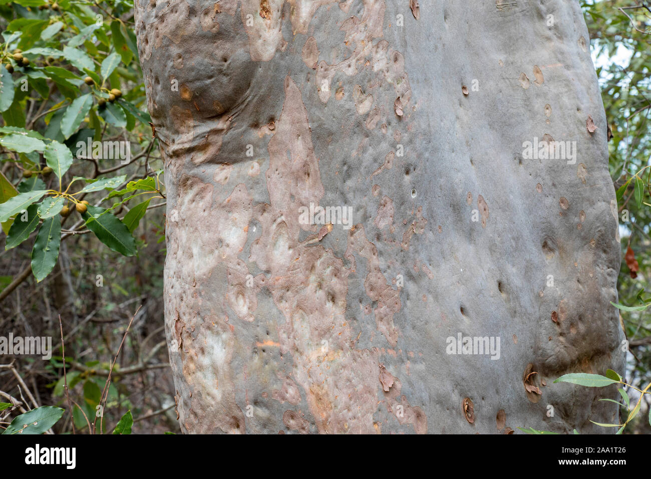 Australian native apple hi-res stock photography and images - Alamy