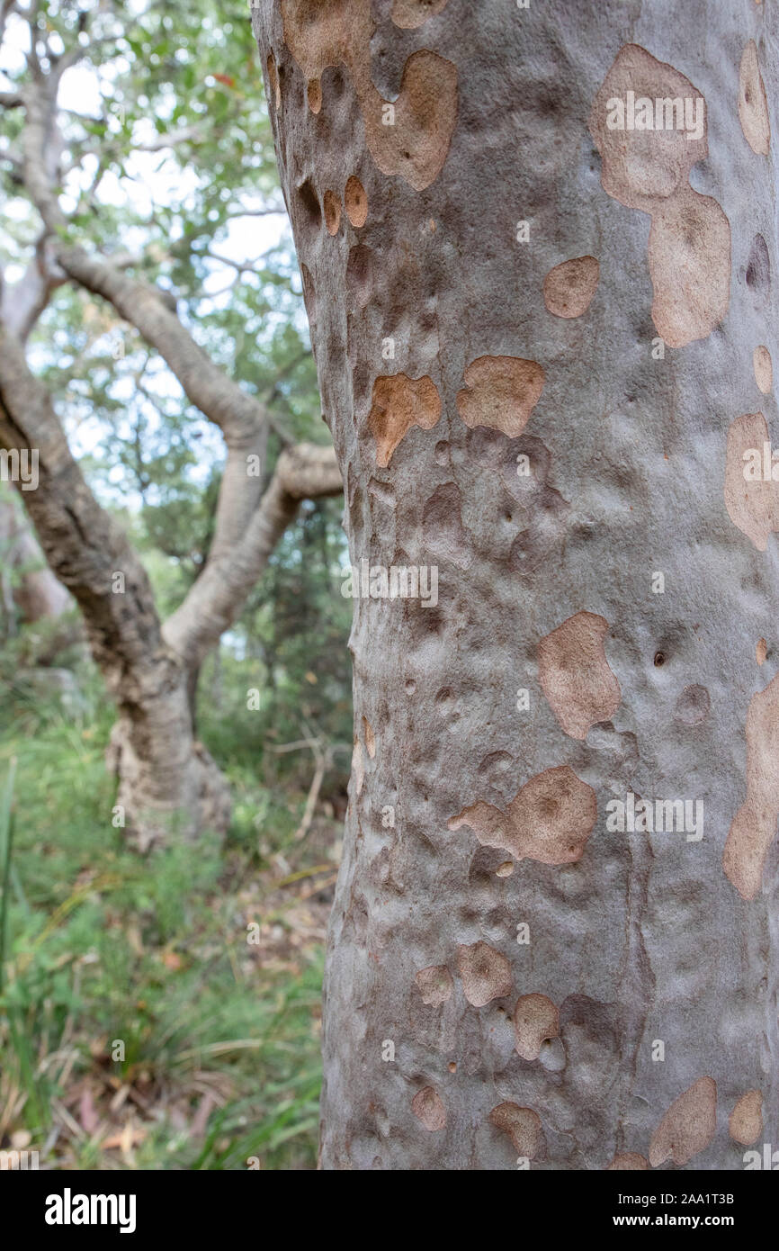 Australian native apple hi-res stock photography and images - Alamy