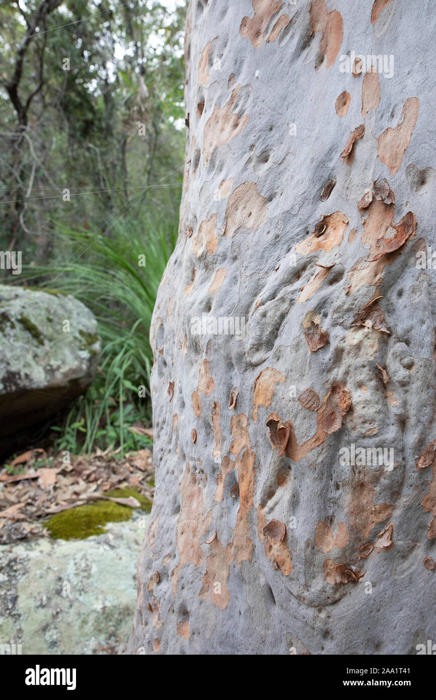 Bark patterns on an Angophora costata, a common woodland and forest ...
