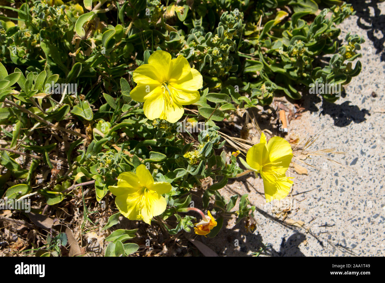 Bright Camissoniopsis cheiranthifolia (beach suncup or beach evening ...