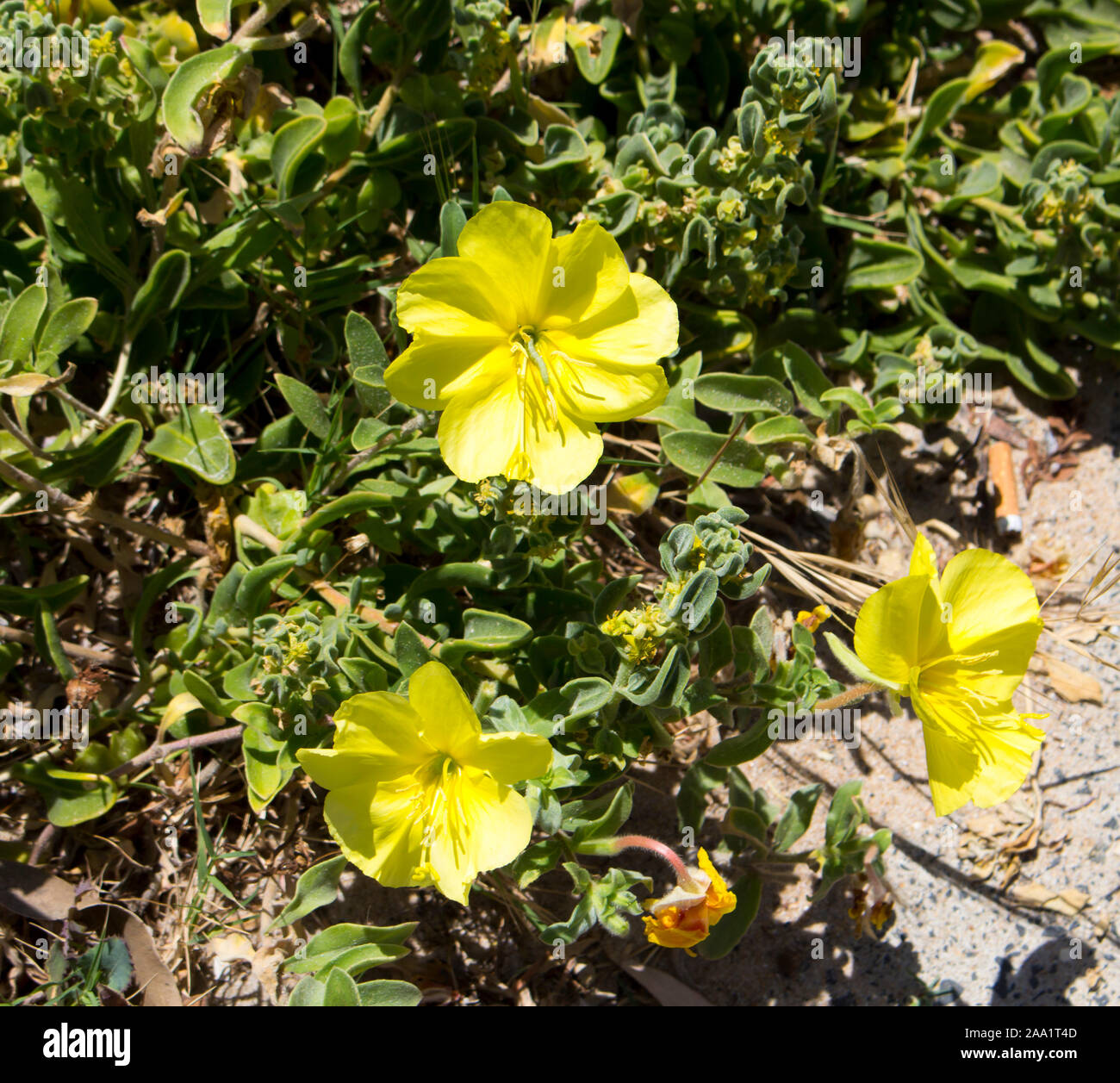 Bright Camissoniopsis cheiranthifolia (beach suncup or beach evening ...