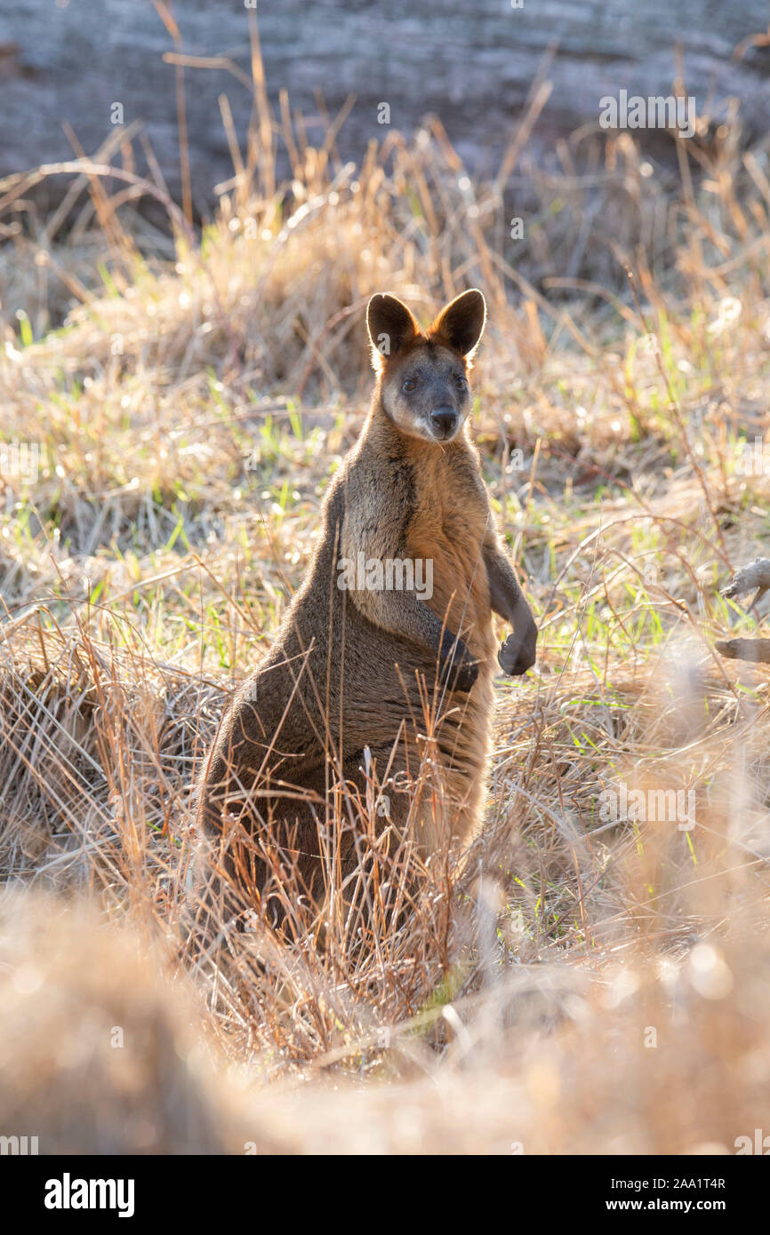 Swamp Wallaby (Wallabia bicolor) , also known as Black Wallaby ...