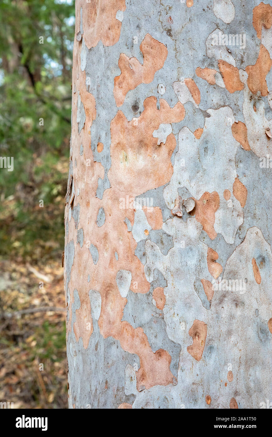 Bark patterns on an Angophora costata, a common woodland and forest ...
