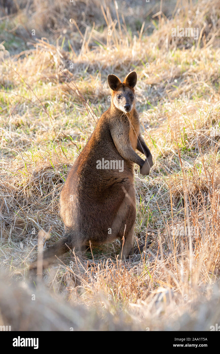 Swamp Wallaby (Wallabia bicolor) , also known as Black Wallaby ...