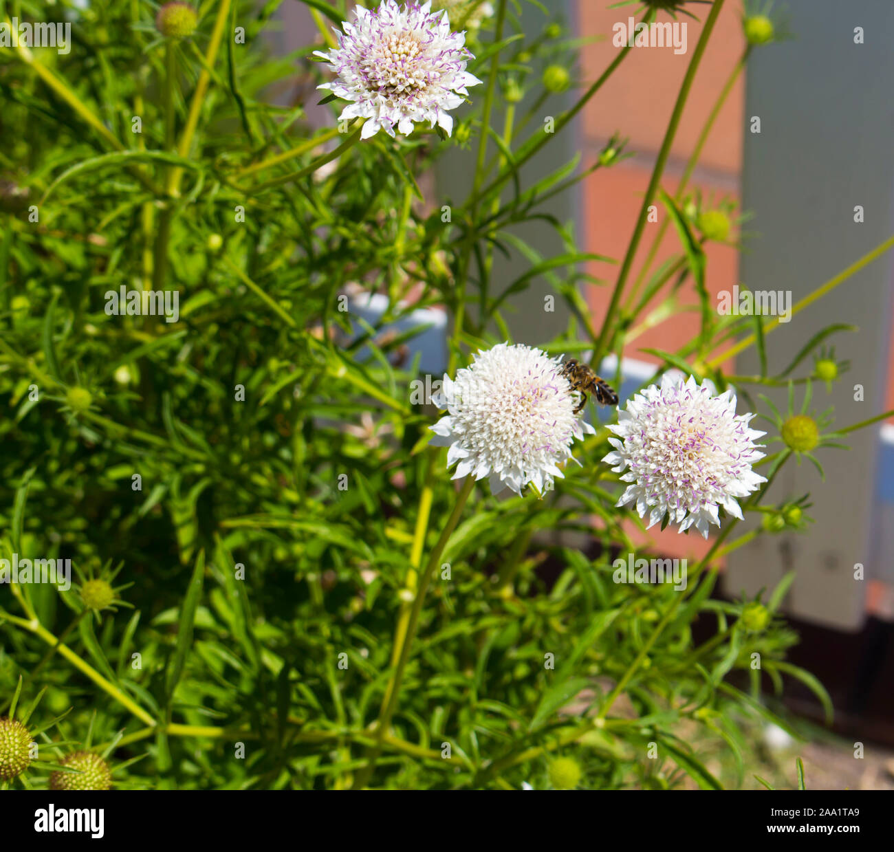 Dainty white Scabiosa columbaria - a genus in honeysuckle family ...